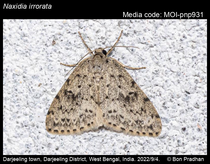 naxidia-irrorata-moore-1888-moths